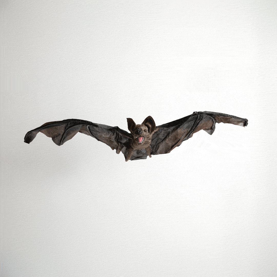 Murciélago Animado – Frank & Mortis